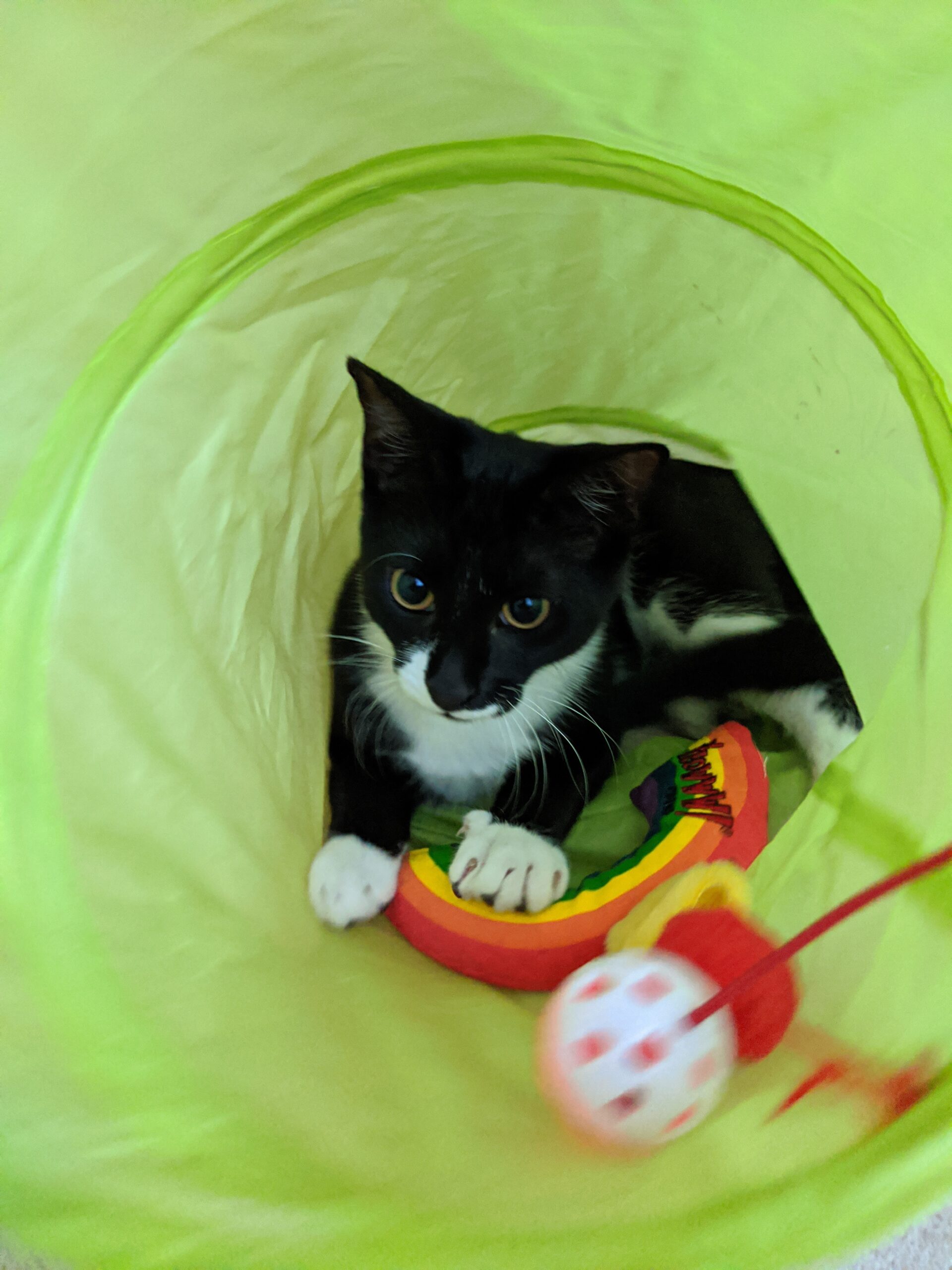 About Us – Hope Haven Pet Rescue